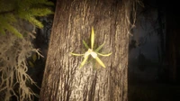 Night Scented Orchid | Red Dead Wiki | Fandom