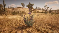 Desert Sage | Red Dead Wiki | Fandom
