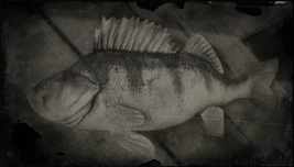 Perch | Red Dead Wiki | Fandom