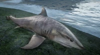 Shark | Red Dead Wiki | Fandom