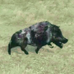 Undead Boar | Red Dead Wiki | Fandom