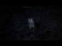 Cat | Red Dead Wiki | Fandom