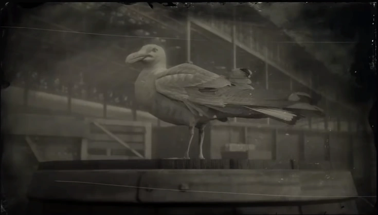Gull | Red Dead Wiki | Fandom