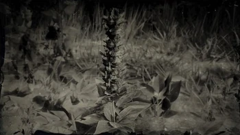 Hummingbird Sage (RDR 2) | Red Dead Wiki | Fandom