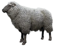 Sheep (RDR 2) | Red Dead Wiki | Fandom