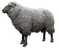 Sheep (RDR 2) | Red Dead Wiki | Fandom