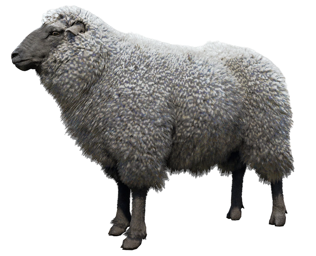 Sheep (RDR 2) | Red Dead Wiki | Fandom