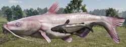 Giant Channel Catfish Rdr2