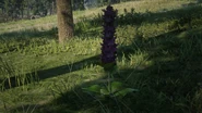 Hummingbird Sage (RDR 2) | Red Dead Wiki | Fandom