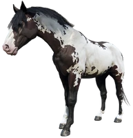 Criollo | Red Dead Wiki | Fandom