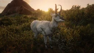 Legendary Pronghorn "Ira" | Red Dead Wiki | Fandom