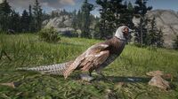 Pheasant | Red Dead Wiki | Fandom
