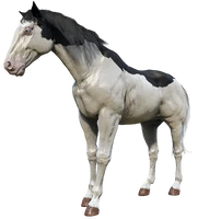 American Paint | Red Dead Wiki | Fandom