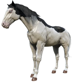 Splashed White Horse