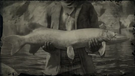 Muskie | Red Dead Wiki | Fandom