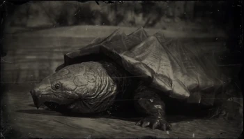 Turtle | Red Dead Wiki | Fandom