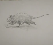 Opossum | Red Dead Wiki | Fandom