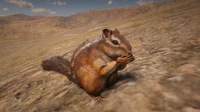 Chipmunk | Red Dead Wiki | Fandom