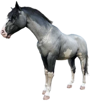 Criollo | Red Dead Wiki | Fandom