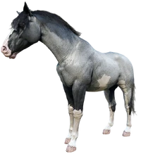 Criollo | Red Dead Wiki | Fandom