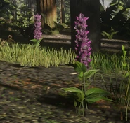 Hummingbird Sage (RDR 2) | Red Dead Wiki | Fandom