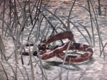 Rattlesnake | Red Dead Wiki | Fandom