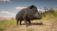 Peccary | Red Dead Wiki | Fandom