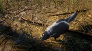 Skunk | Red Dead Wiki | Fandom
