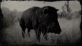 Peccary | Red Dead Wiki | Fandom