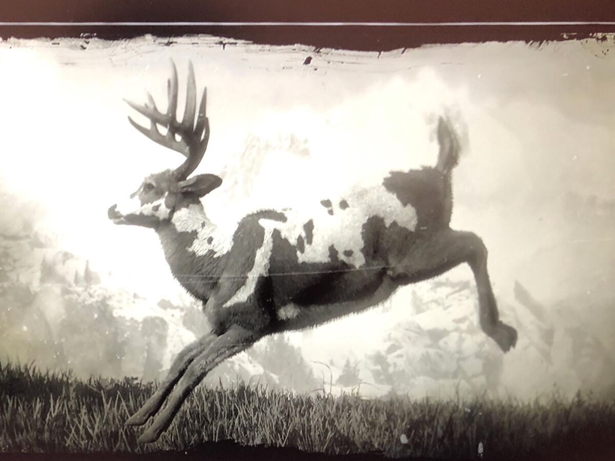 伝説の雄鹿 レッドデッドリデンプション2（rdr2）攻略 Wiki Fandom
