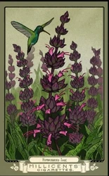 Hummingbird Sage (No. 2) - Red Dead Redemption 2 Wiki