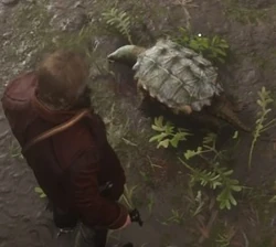 turtle house rdr2
