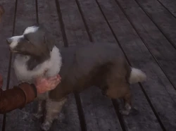 Border Collie - Red Dead Redemption 2 Wiki