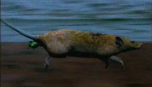 Rodents | Tongue Tied | Fandom