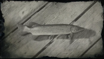 Luccio nordamericano | Red Dead Wiki | Fandom