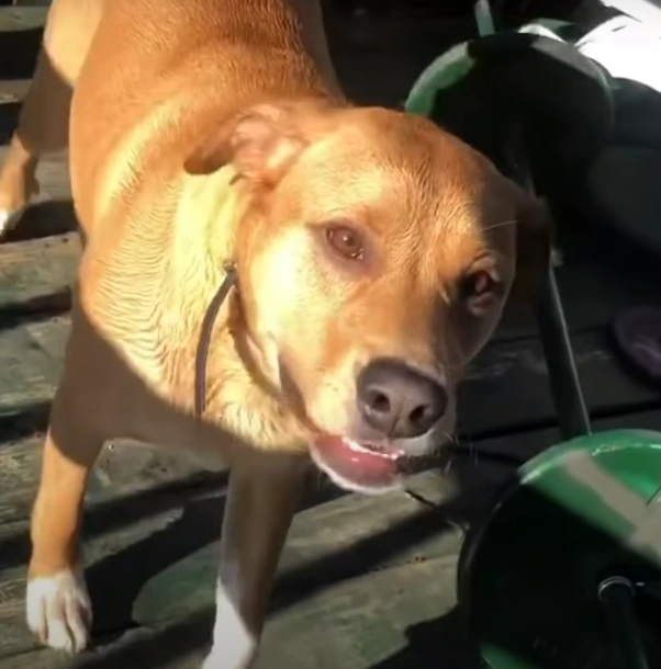 Dexter | Redneck Pudding Wiki | Fandom