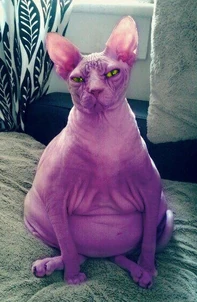 Champa (Dragonball Xenoverse 2) | RedScotGaming Wikia | Fandom