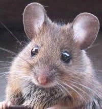 Category:Mice | Redwall Fanfic Wiki | Fandom
