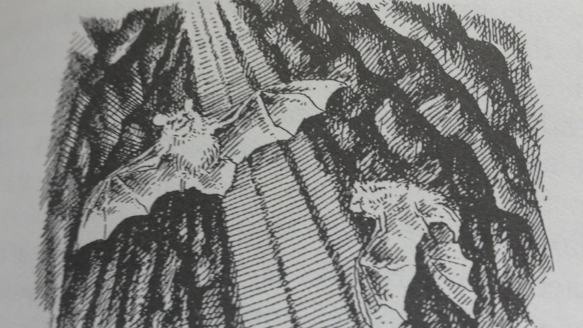 Bat Mountpit | Redwall Wiki | Brian Jacques and Redwall Information ...