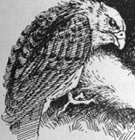 Skarlath | Redwall Wiki | Brian Jacques and Redwall Information | Fandom