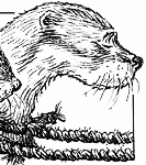 Brookflow | Redwall Wiki | Brian Jacques and Redwall Information | Fandom