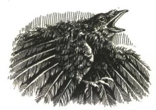 Krakulat | Redwall Wiki | Brian Jacques and Redwall Information | Fandom