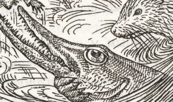 Riverwolf | Redwall Wiki | Brian Jacques and Redwall Information | Fandom