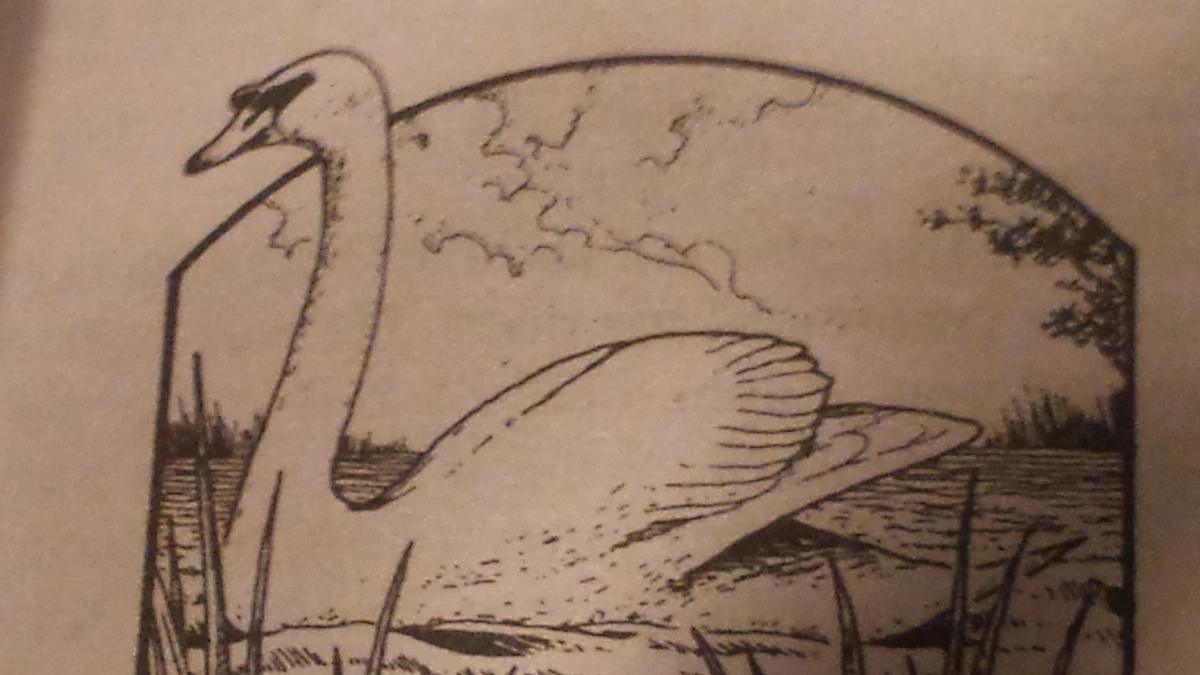 Swans | Redwall Wiki | Brian Jacques and Redwall Information | Fandom