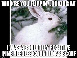 Meme Gallery | Redwall Wars Wiki | Fandom