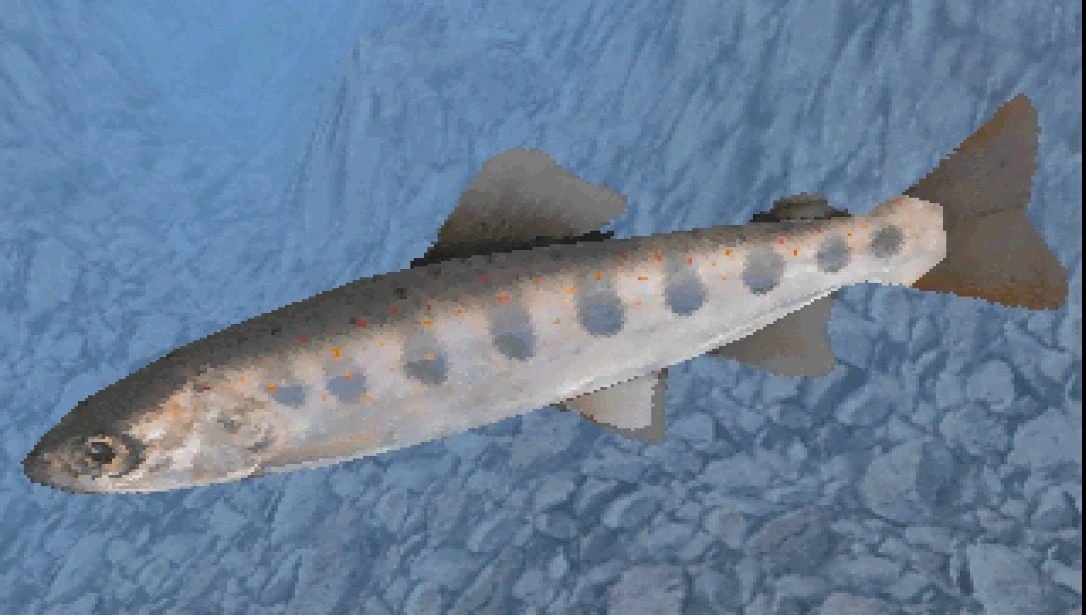 Amago Trout | Reel Fishing Wiki | Fandom