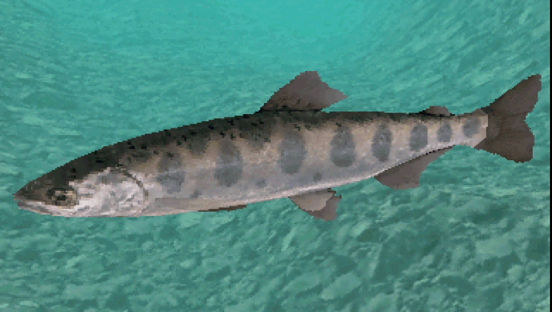 Yamame Trout | Reel Fishing Wiki | Fandom