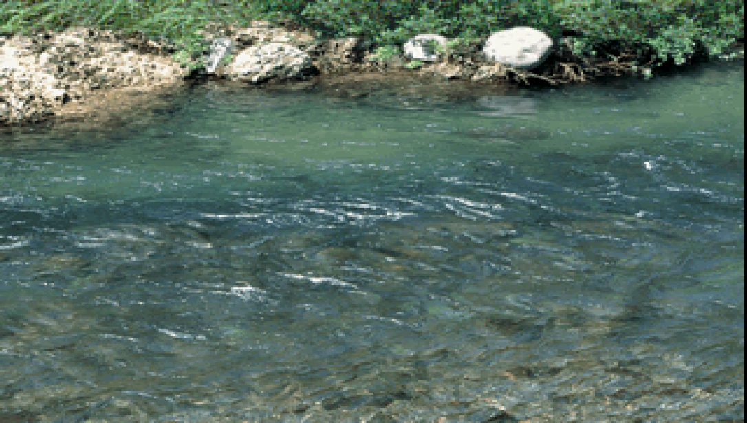 Ayu Fishing | Reel Fishing Wiki | Fandom