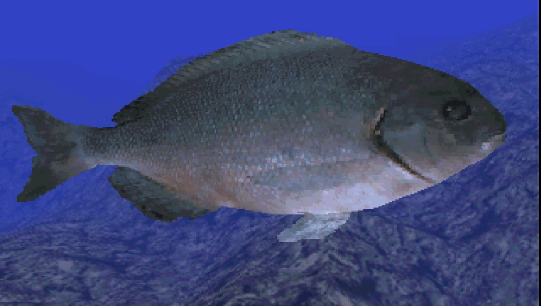 Smallscale Blackfish | Reel Fishing Wiki | Fandom