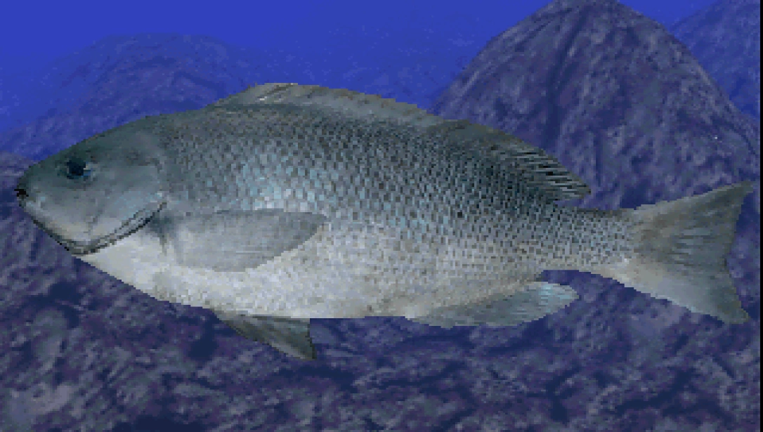 Largescale Blackfish | Reel Fishing Wiki | Fandom